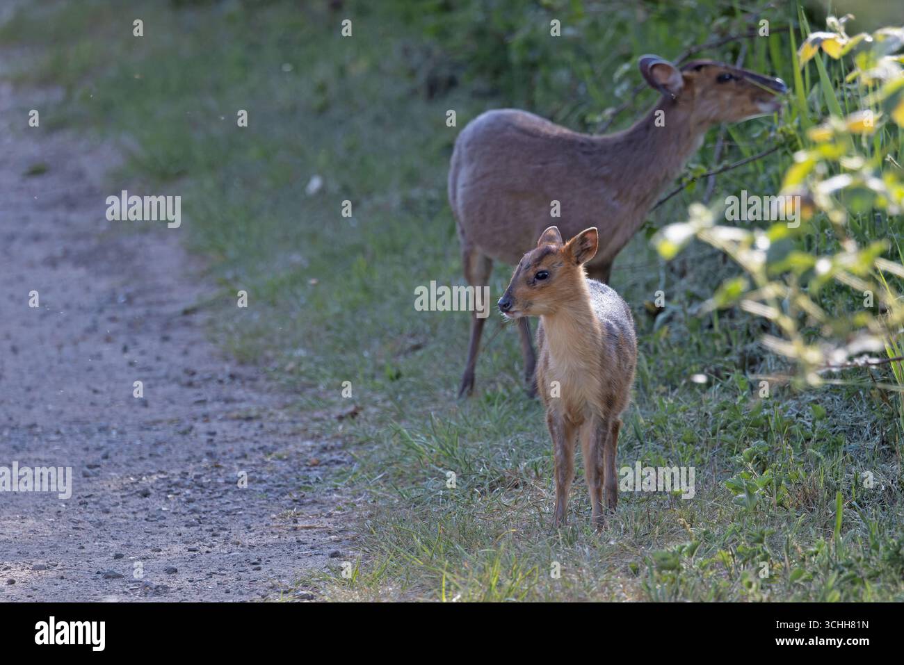 Reeves's Muntjac (Muntiacus reevesi) Suffolk May 2025 Stock Photo - Alamy