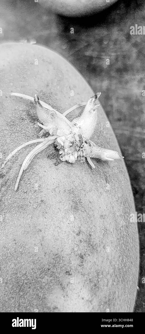 Organic potato harvest Black and White Stock Photos & Images - Alamy