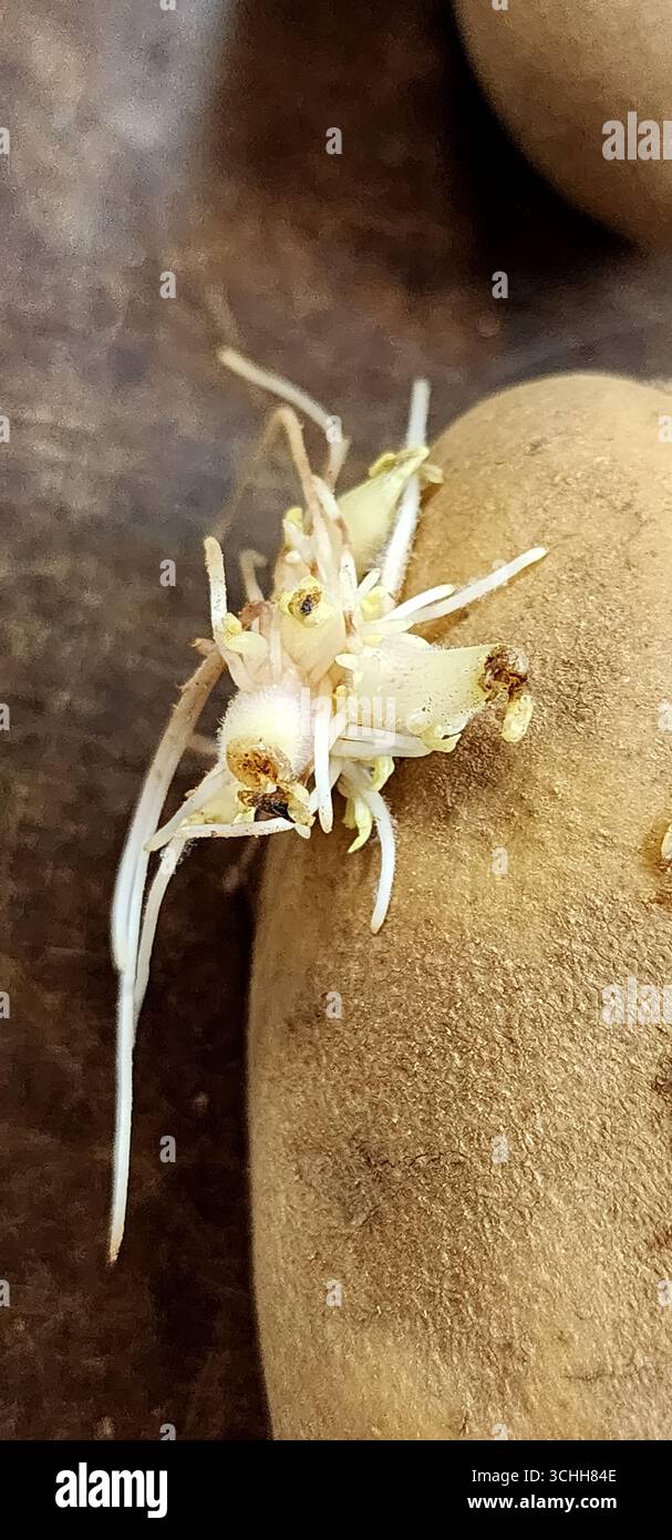 A white sprout popping out of a Russet Potato Stock Photo - Alamy