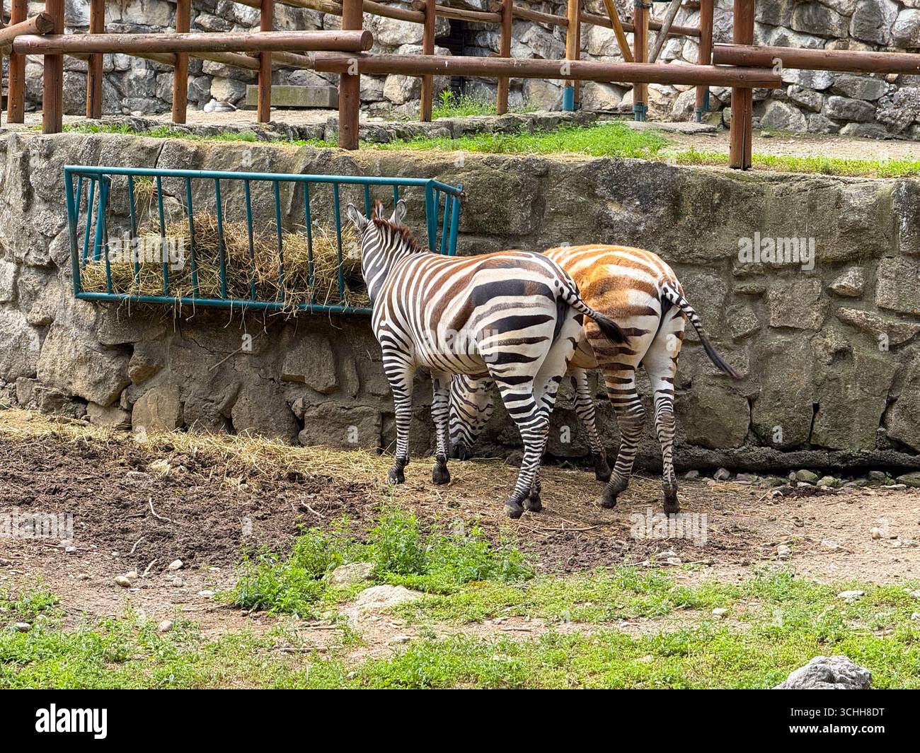 Two zebras feeding at hay rack. Striped African mammals, wildlife ...