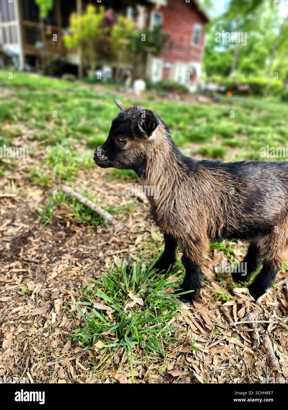 Baby goat outside in hi-res stock photography and images - Alamy