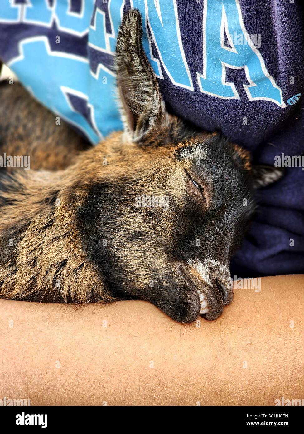 Goat nap hi-res stock photography and images - Alamy