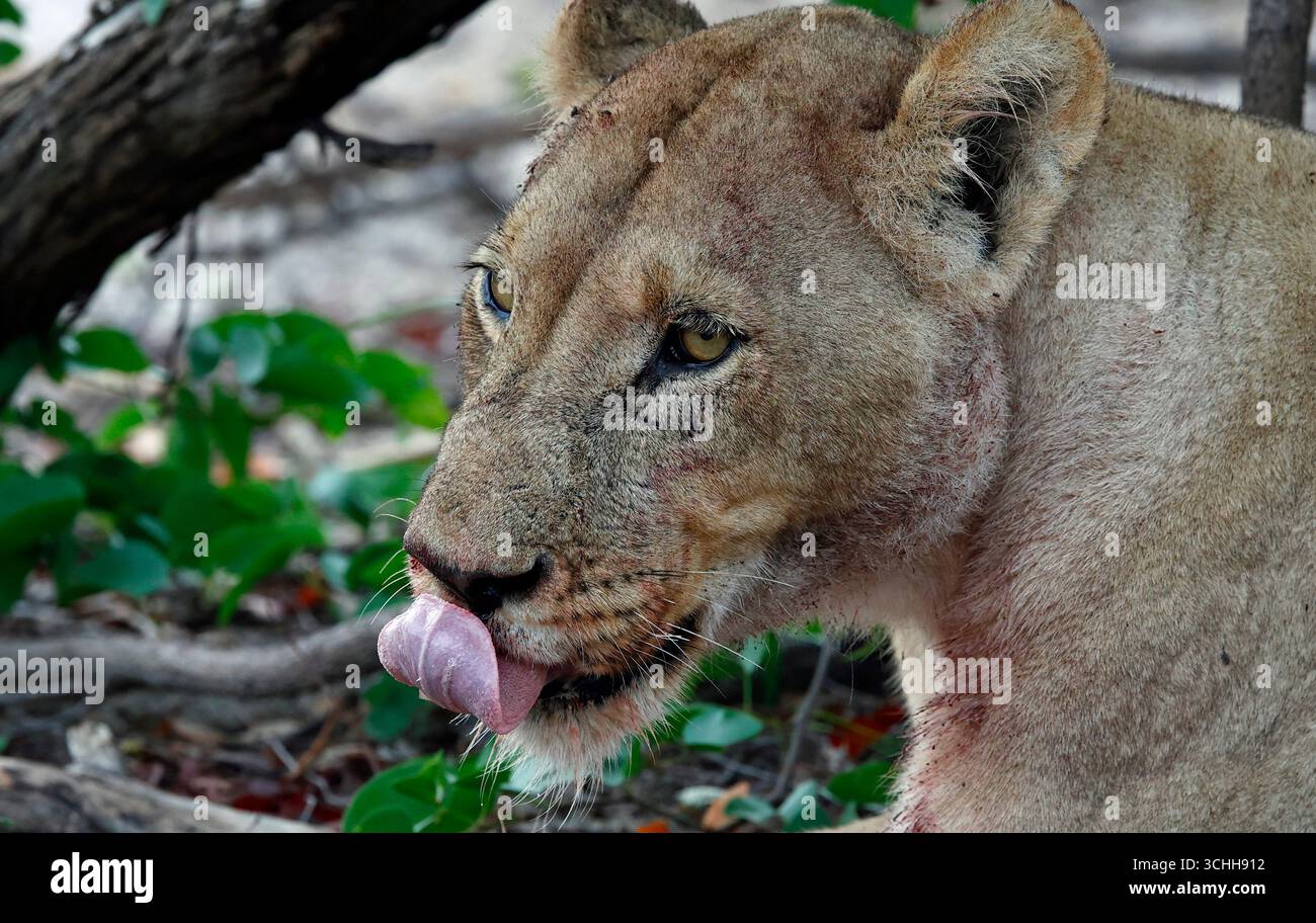 Lions on kill in hi-res stock photography and images - Alamy