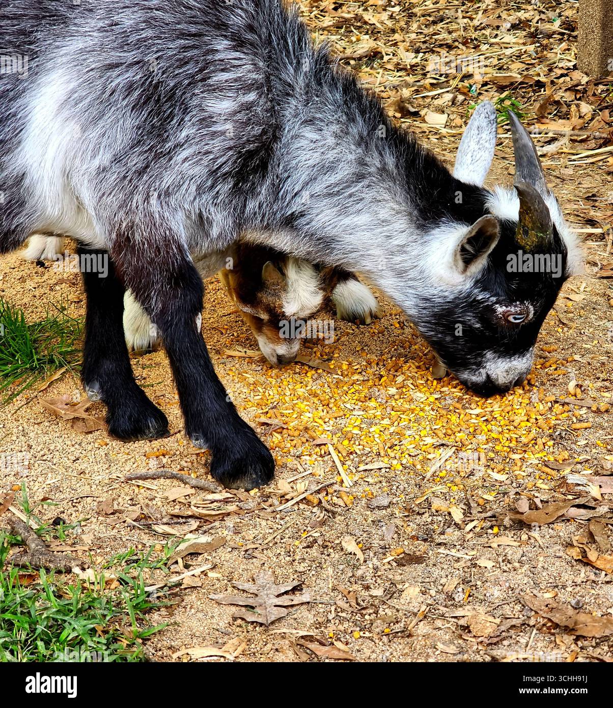 Grey goat animal hi-res stock photography and images - Alamy