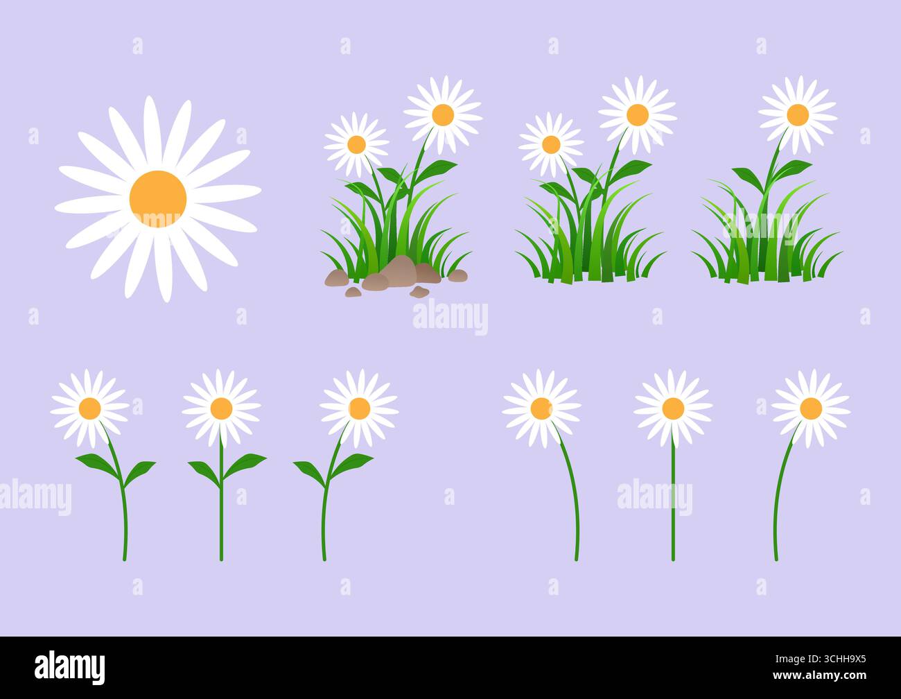 Blooming camomile flowers on Stock Vector Images - Alamy