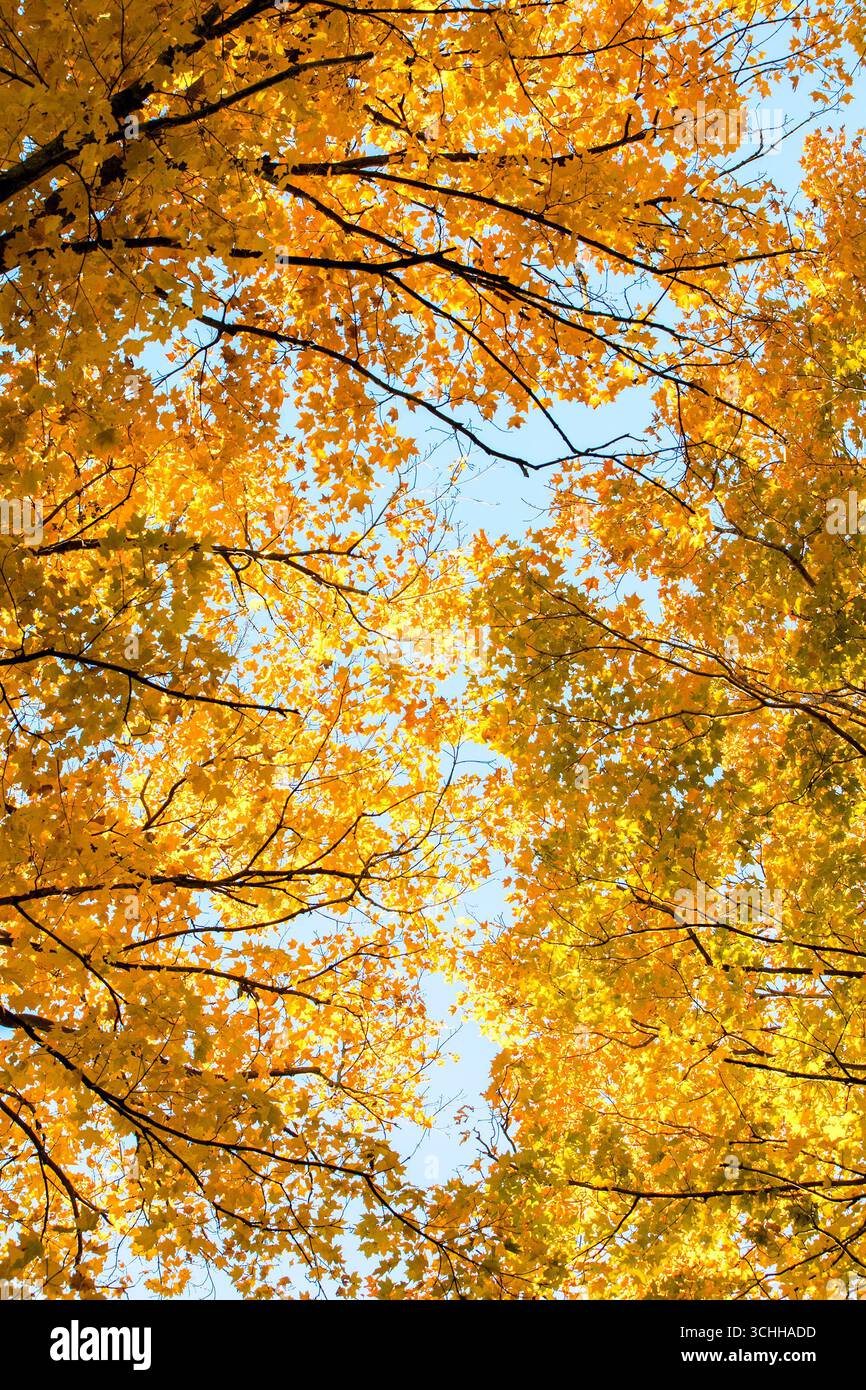 Fall Color Ceiling with Sugar Maples Stock Photo - Alamy