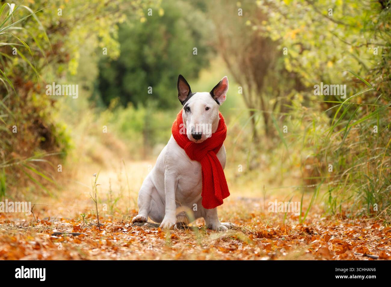 Cozy autumn portrait of Bull Terrier dog with scarf in colorful fall ...