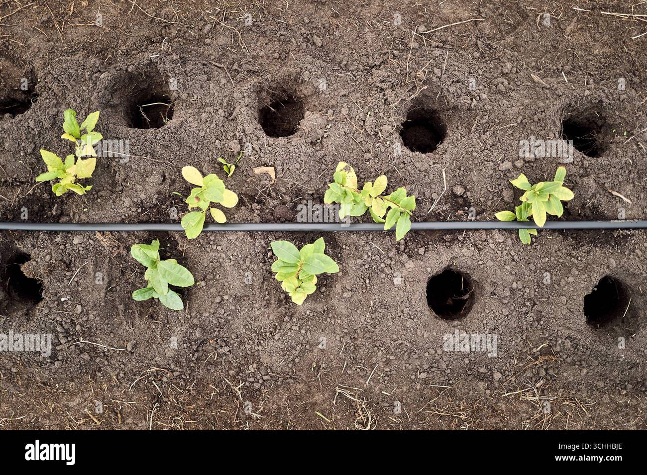 PRODUCTION - 01 September 2025, Brandenburg, Schünow: New matcha tea ...
