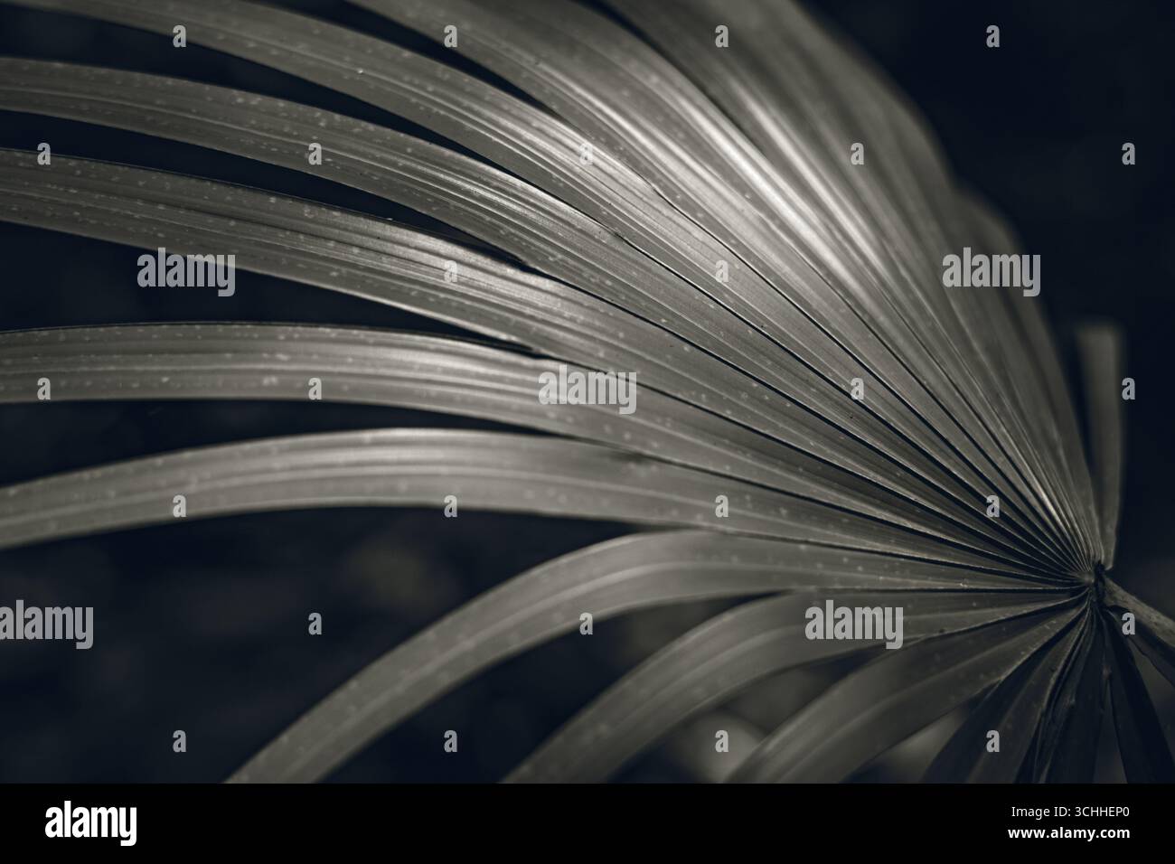 Simple botanical art hi-res stock photography and images - Alamy