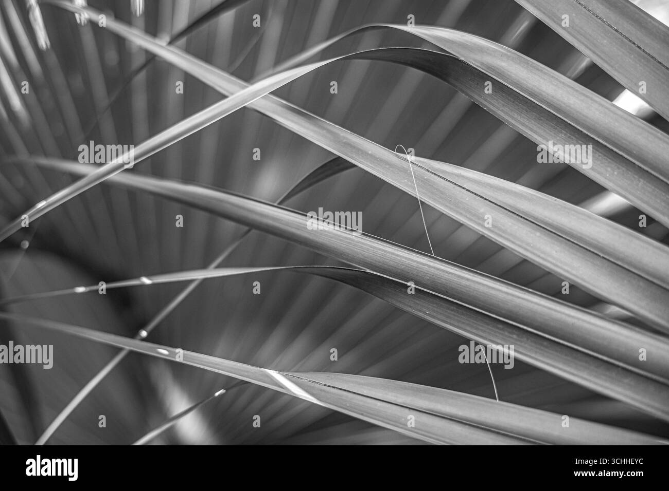 Growing frond Black and White Stock Photos & Images - Alamy