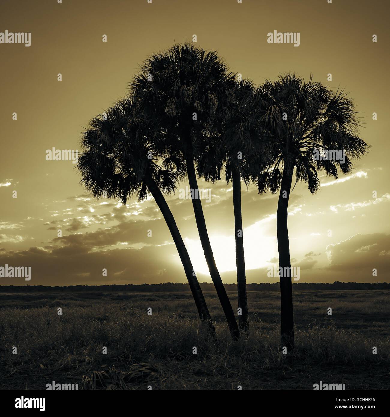 Landscape study palm trees hi-res stock photography and images - Alamy