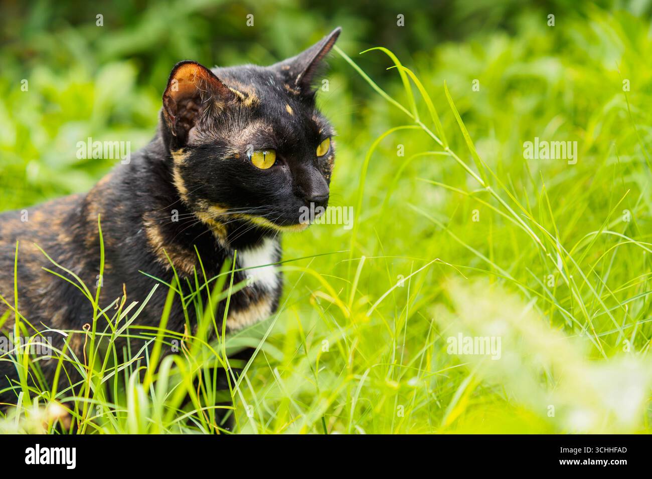 A tortoiseshell cat with sharp yellow eyes sits alert in a lush green ...