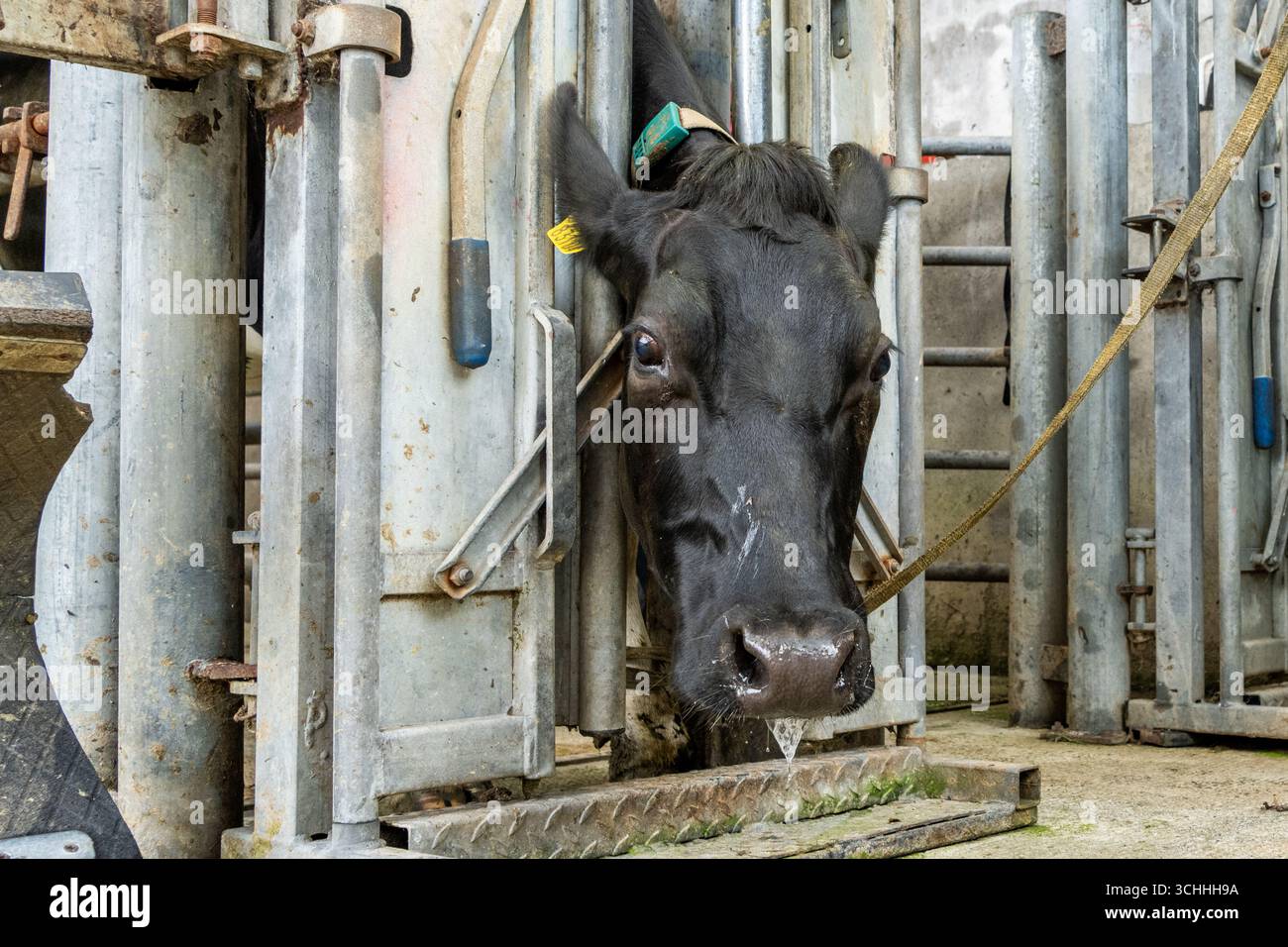 Dairy cow in a cattle crush hi-res stock photography and images - Alamy