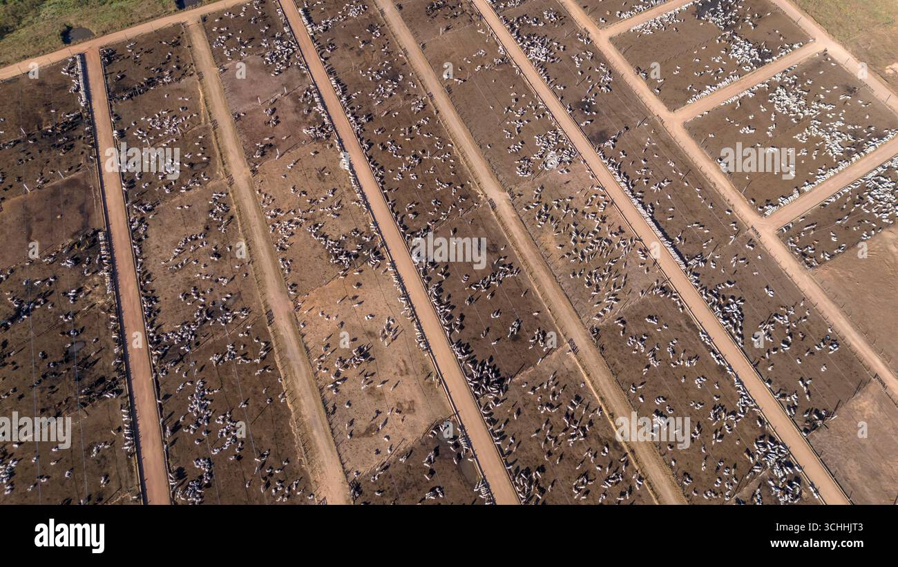 Aerial view of thousands of cattle grazing on farm in intensive ...