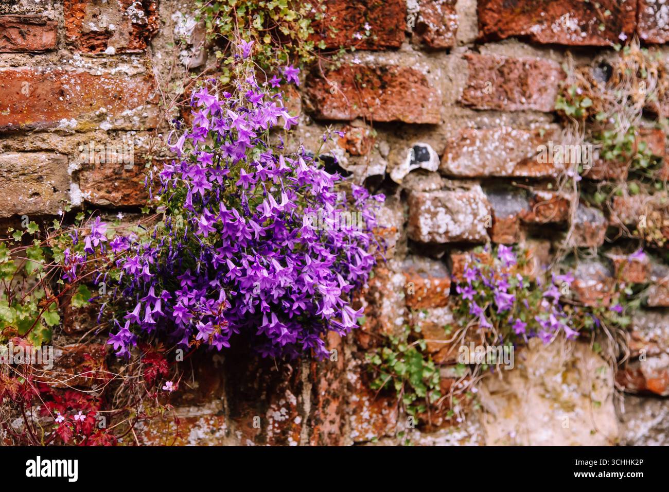 Ivy leaved bellflower growing in wall hi-res stock photography and ...