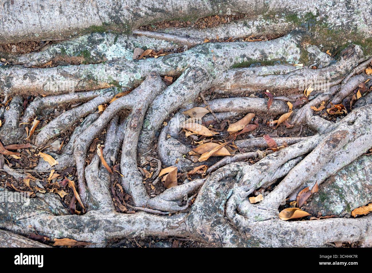 Tree roots spreading across the ground in Sorocaba, São Paulo, Brazil ...
