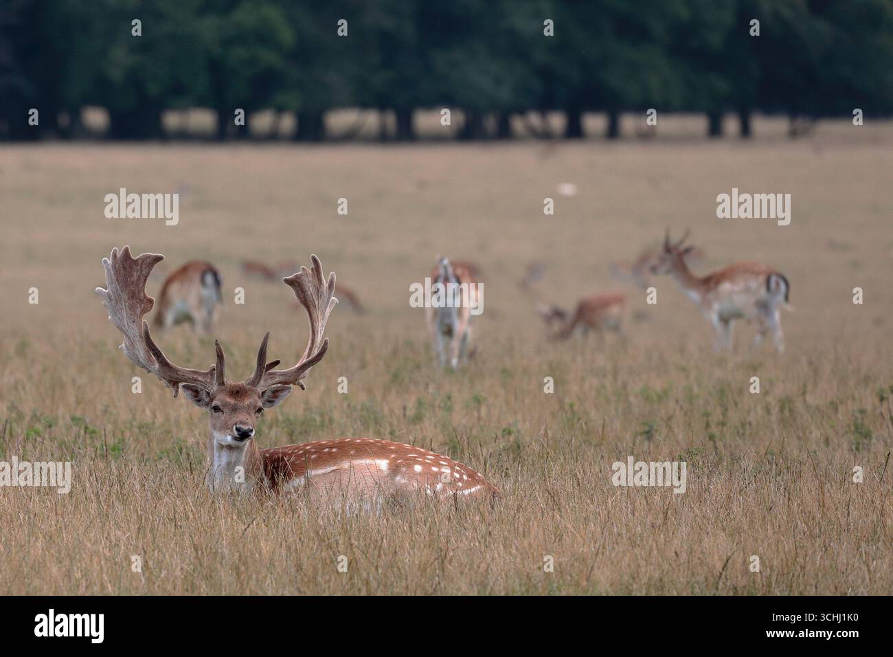 A fallow deer stag with large antlers sitting in long grass facing the ...