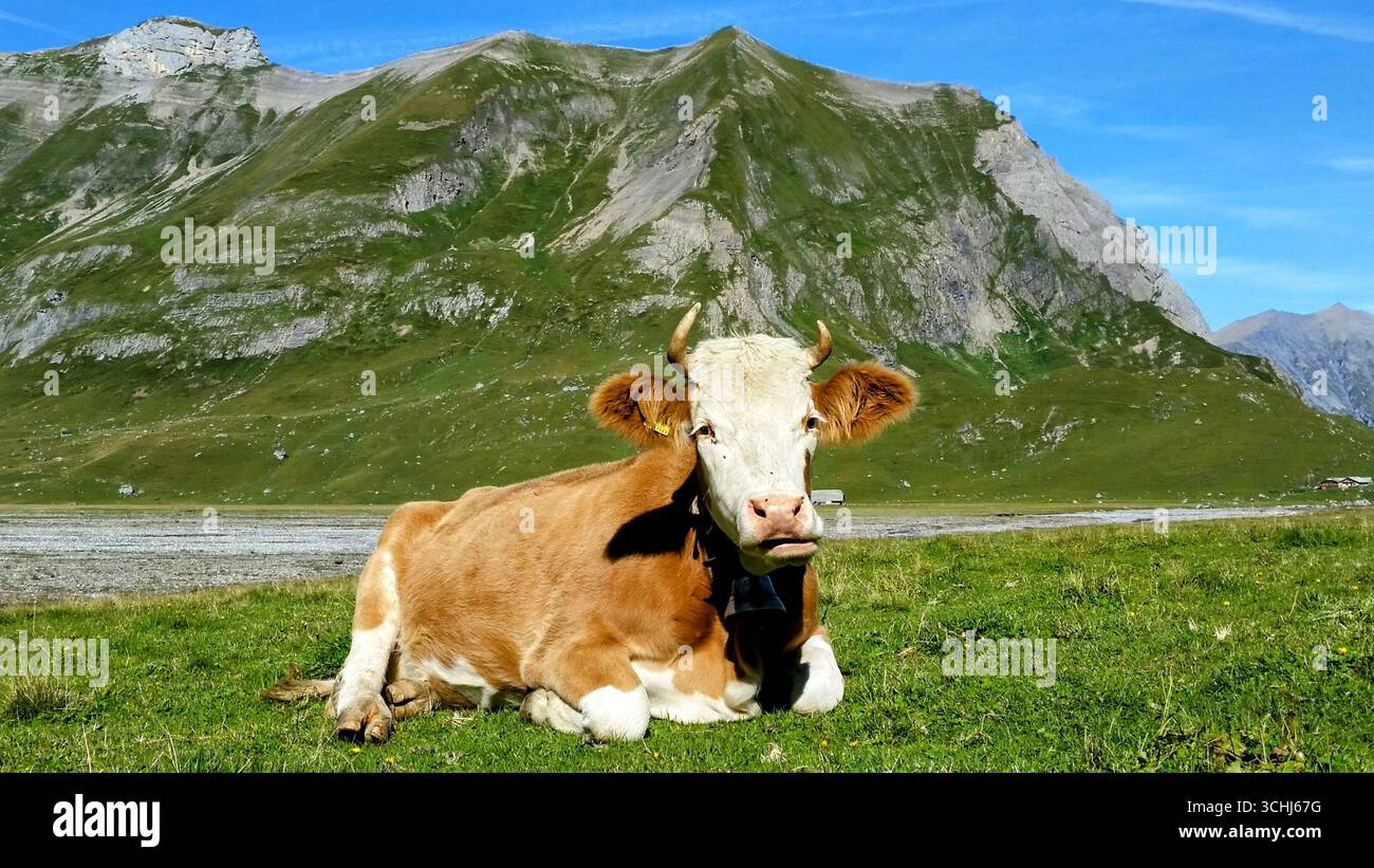 Typical Swiss cow with horns lying on alpine pasture in Adelboden ...