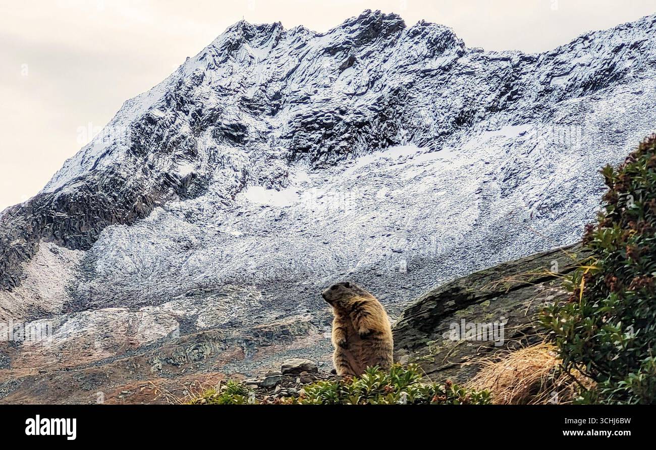 Unique photo of a chubby marmot standing in front of a majestic ...
