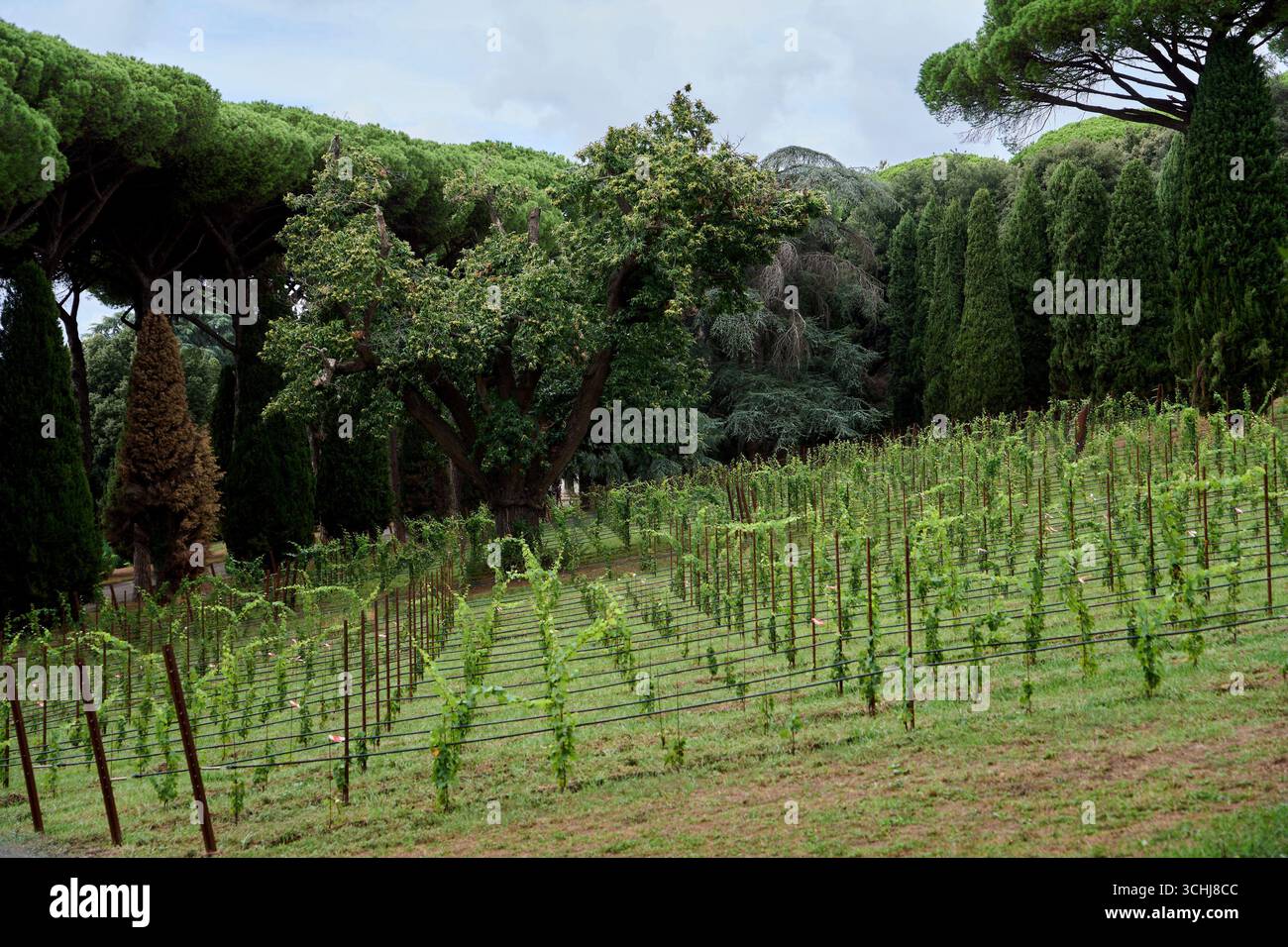 A view of the vineyards inside the Vatican estate in Castel Gandolfo ...