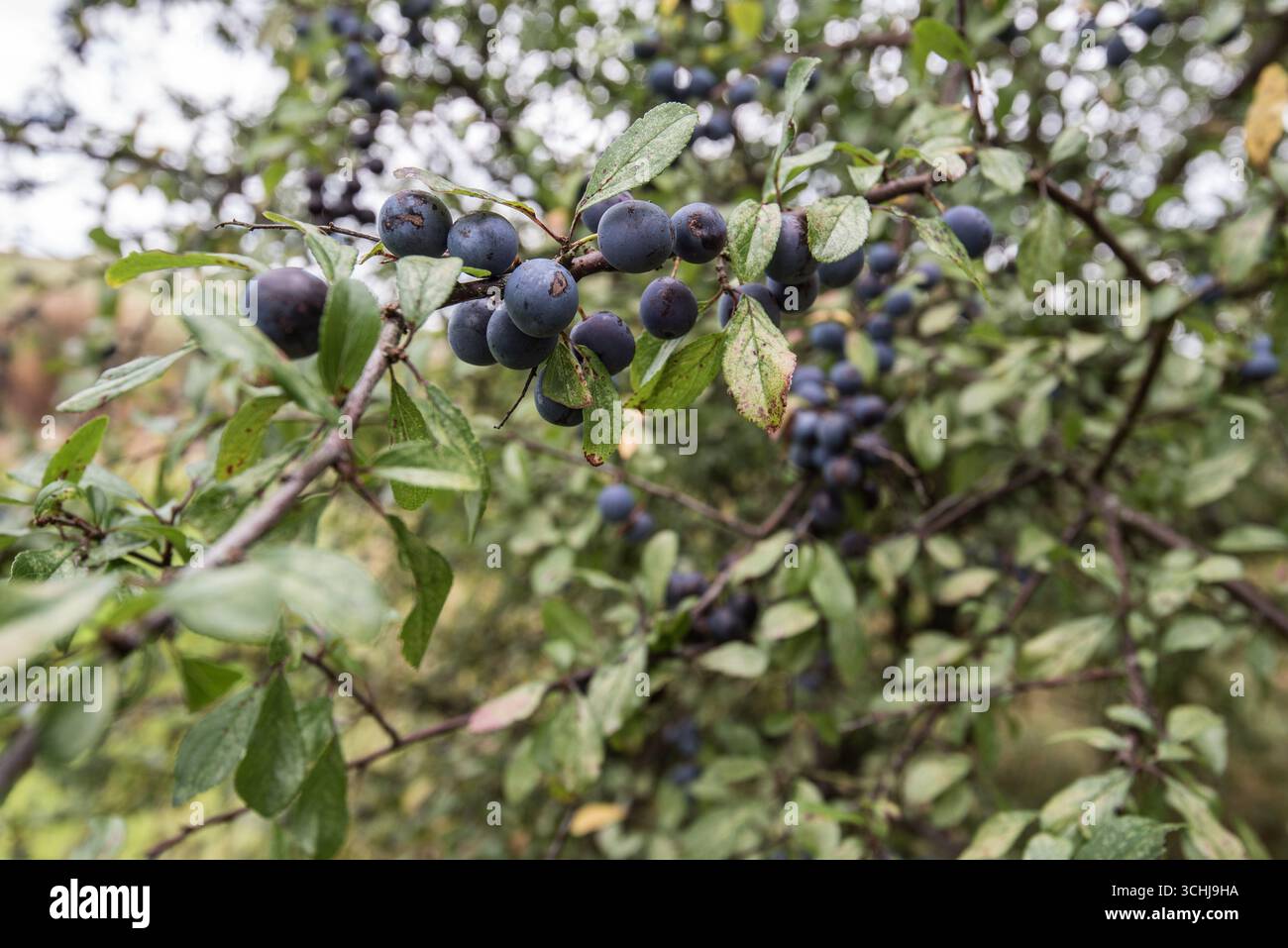 Sloes in early September 2025....already ripe,soft and plump....North ...