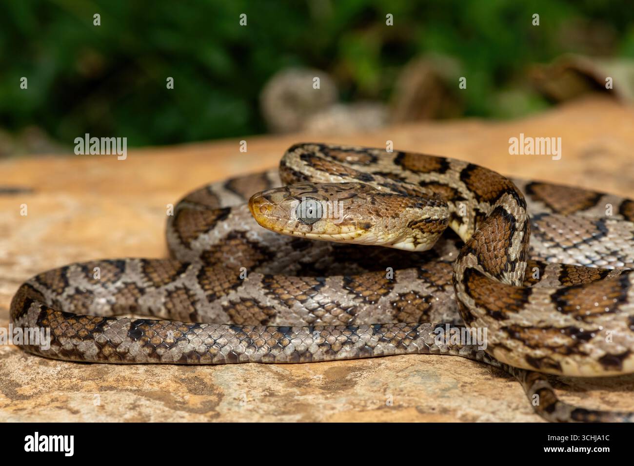 A beautiful Sinaloan Night Snake (Hypsiglena torquata), also known as a ...