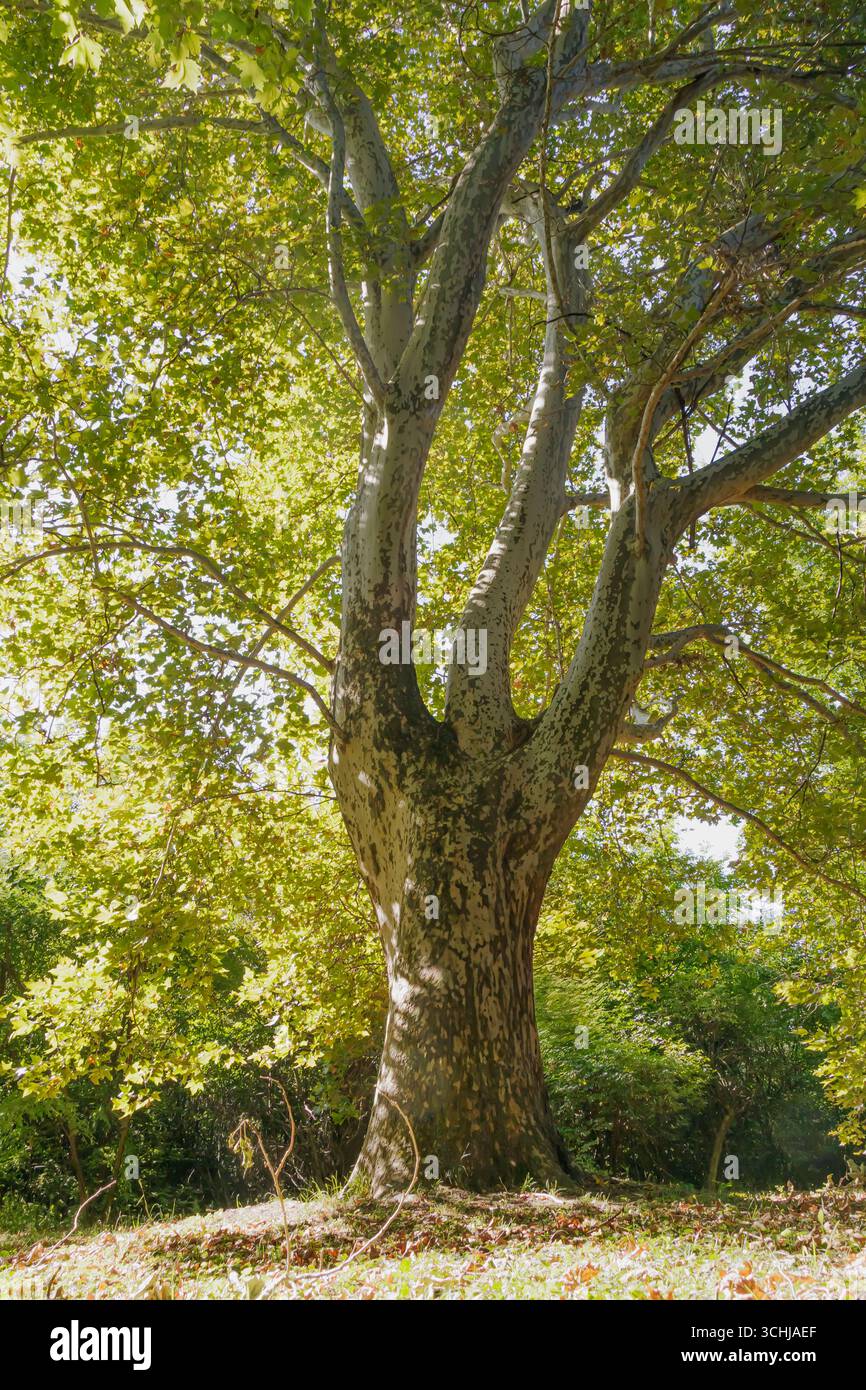 Lush canopy of leaves hi-res stock photography and images - Alamy