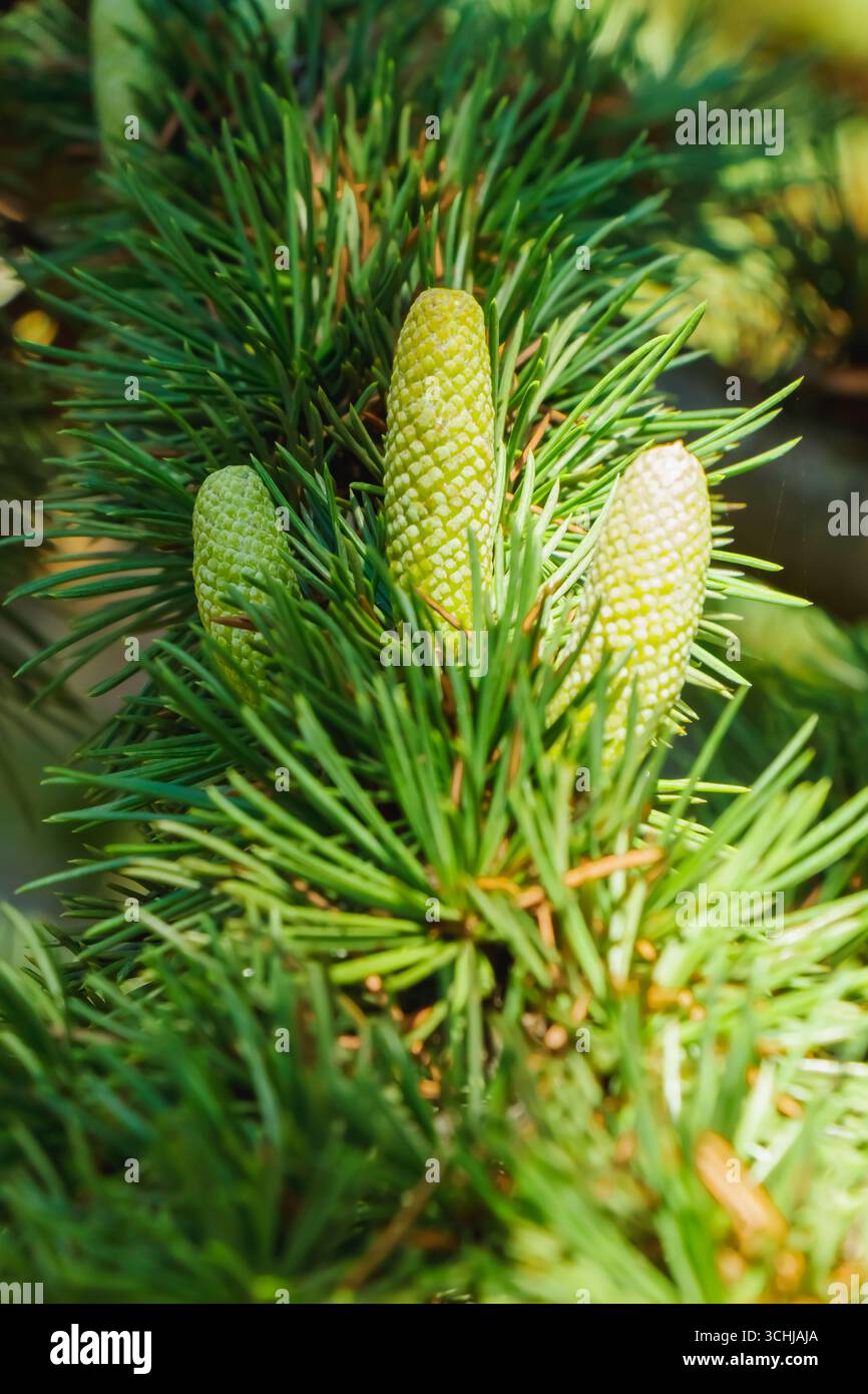 Varying stages of development hi-res stock photography and images - Alamy