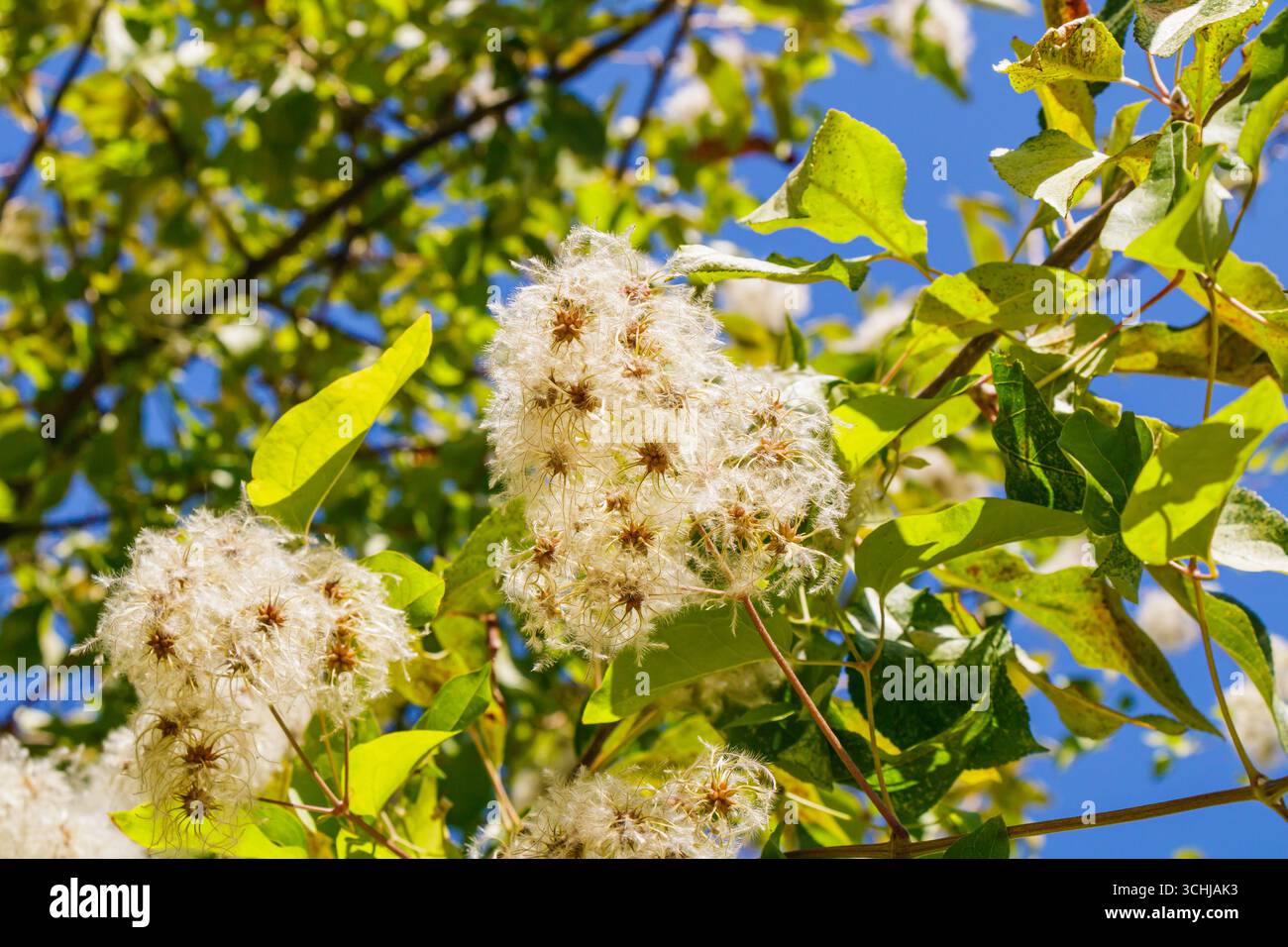 Soft white flower clusters emerge from lush green foliage against a ...