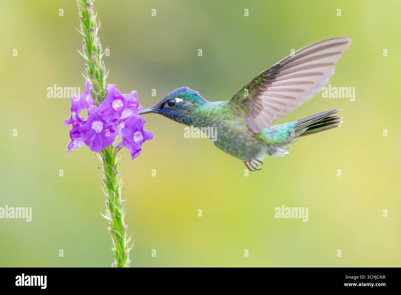 Hummingbird flying sequence hi-res stock photography and images - Alamy