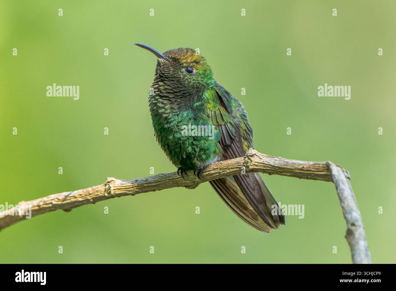 Male Coppery-headed Emerald Hummingbird (Elvira cupreiceps) in Flight ...