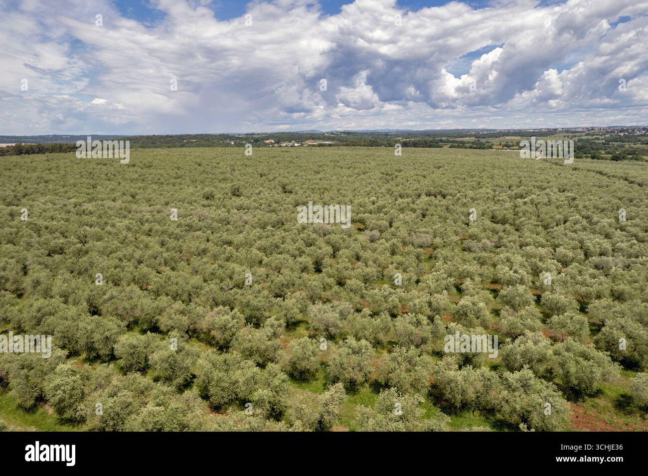 Aerial view of endless rows of olive trees in Istria, Croatia ...