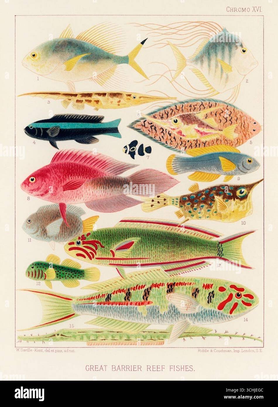 Color plate of Great Barrier Reef fishes from William Saville-Kent’s ...