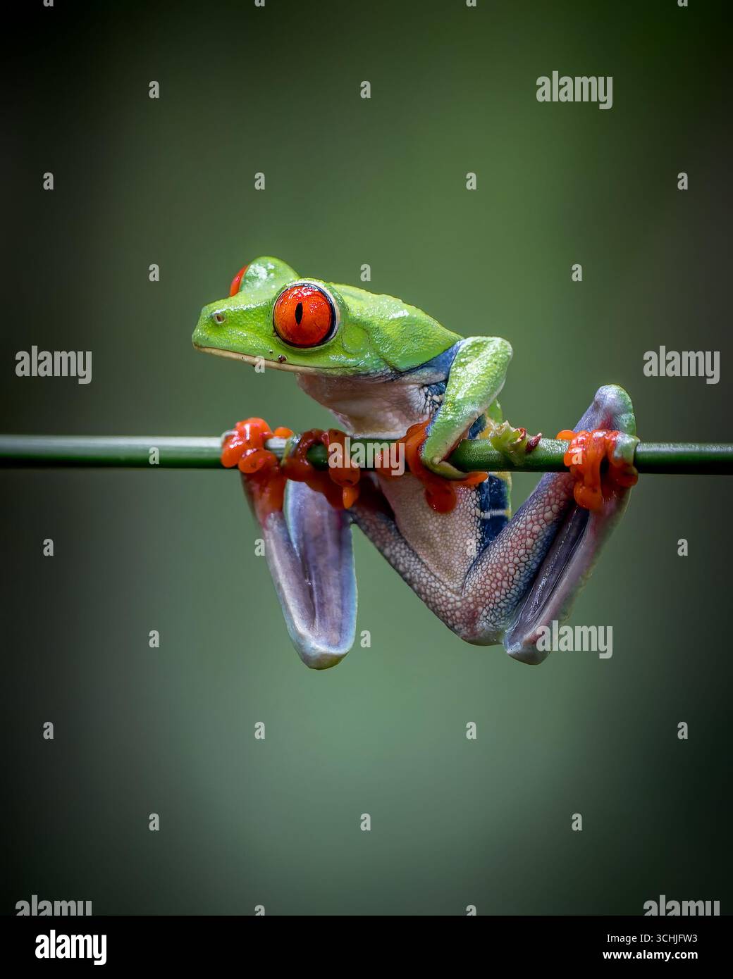 Red eyed tree frog Agalychnis callidryas on a branch in Costa Rica ...