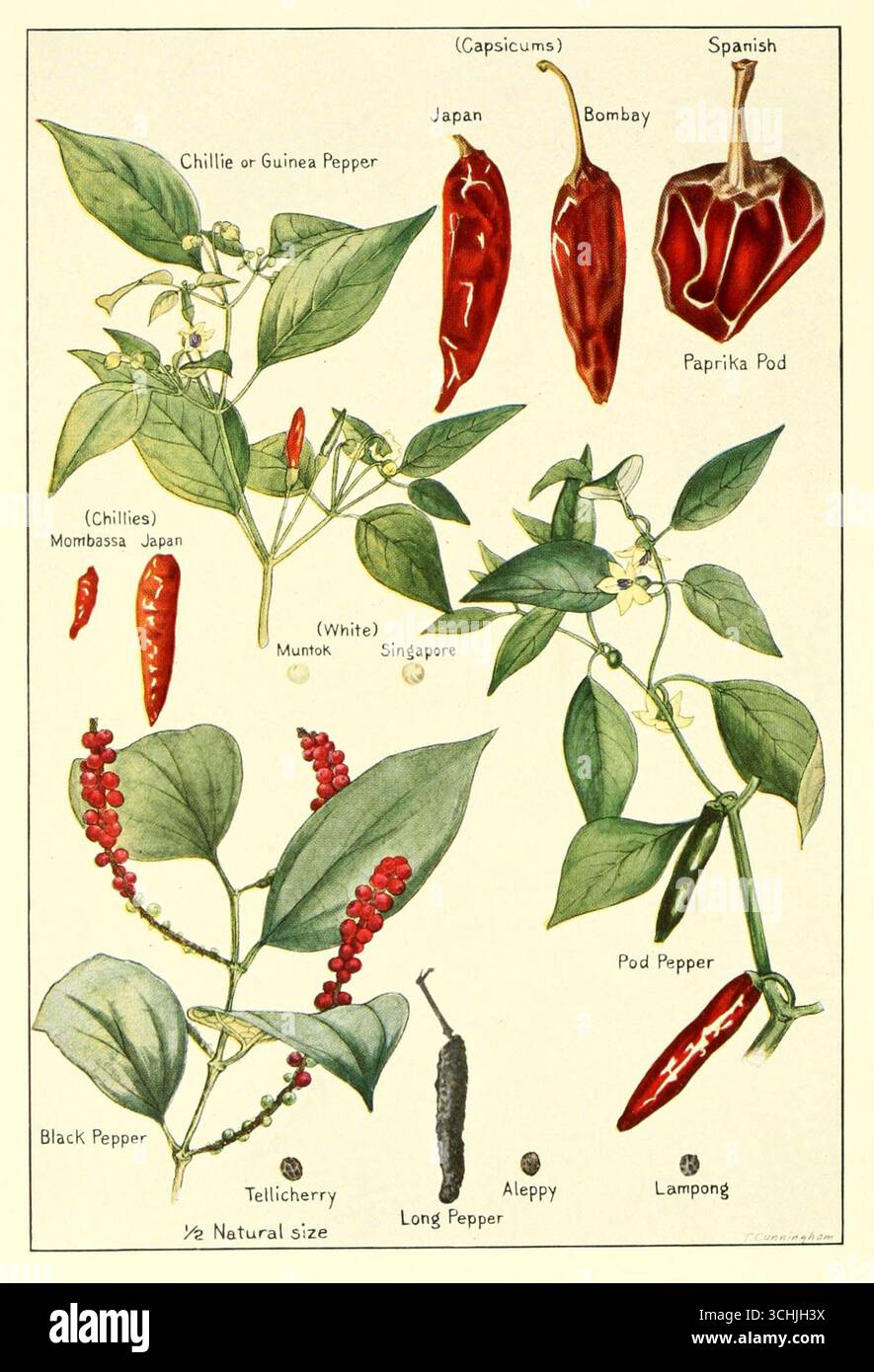 Long pepper botanical illustration hi-res stock photography and images ...