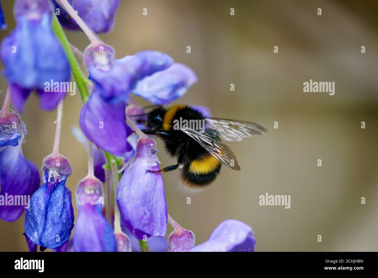 White-tailed Bumblebee (Bombus lucorum group) feeding on purple ...