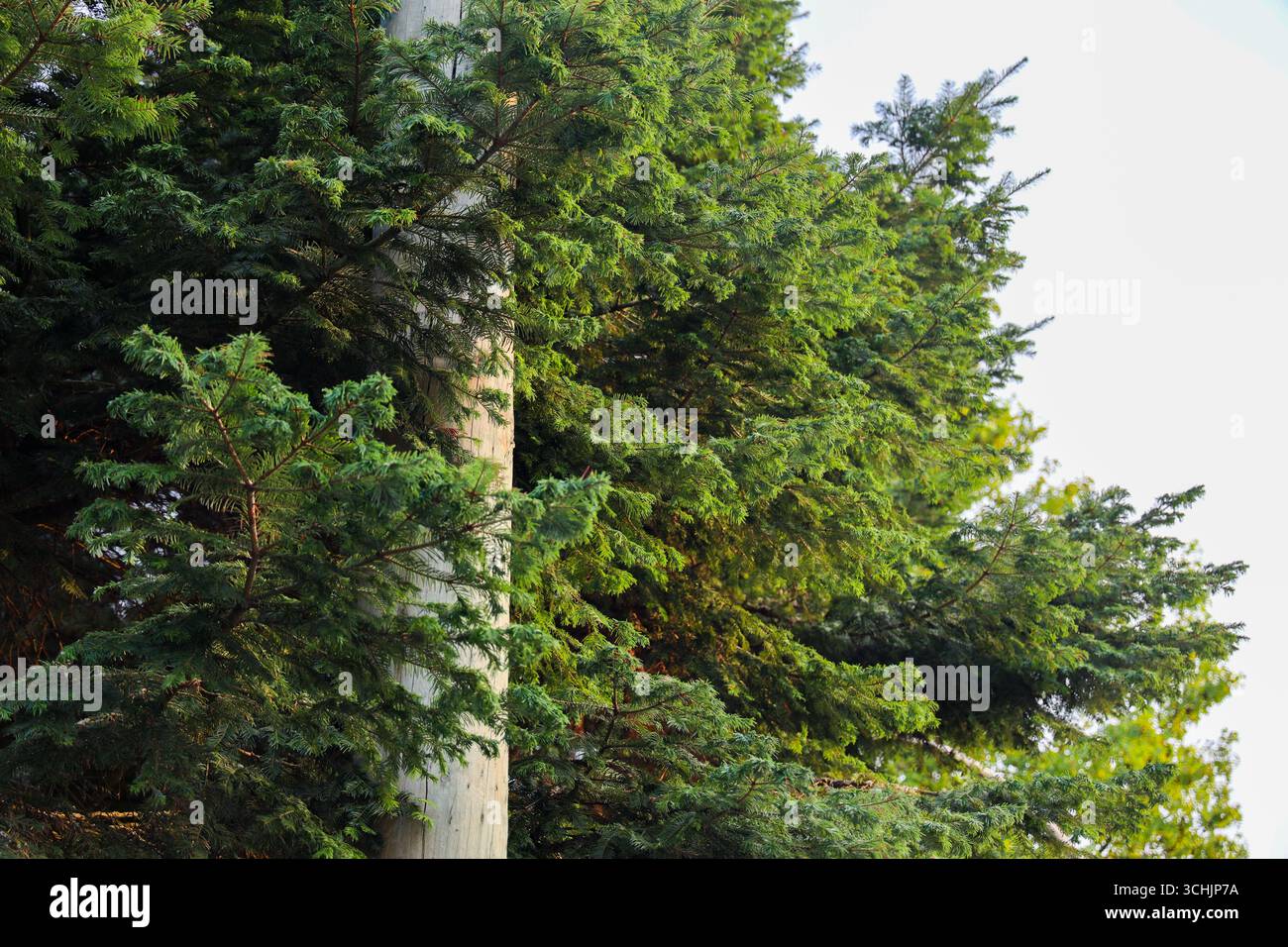 Light pole surrounded pine hi-res stock photography and images - Alamy