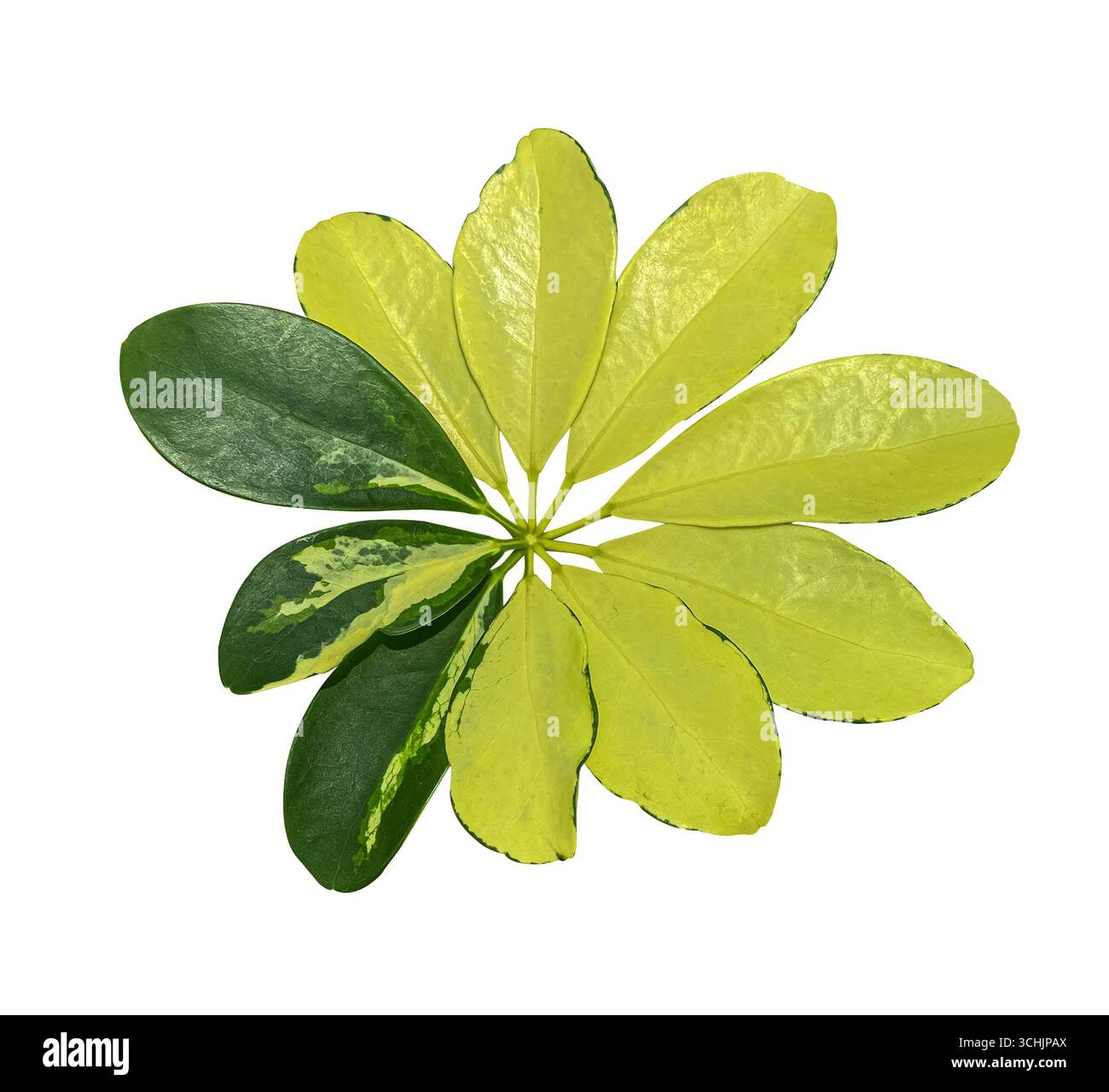 Garden foliage exotic Cut Out Stock Images & Pictures - Alamy