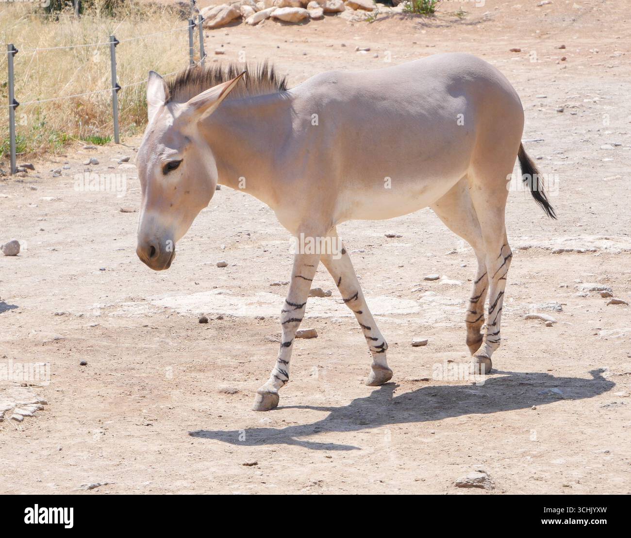 A tired donkey walks under the hot sunlight Stock Photo - Alamy