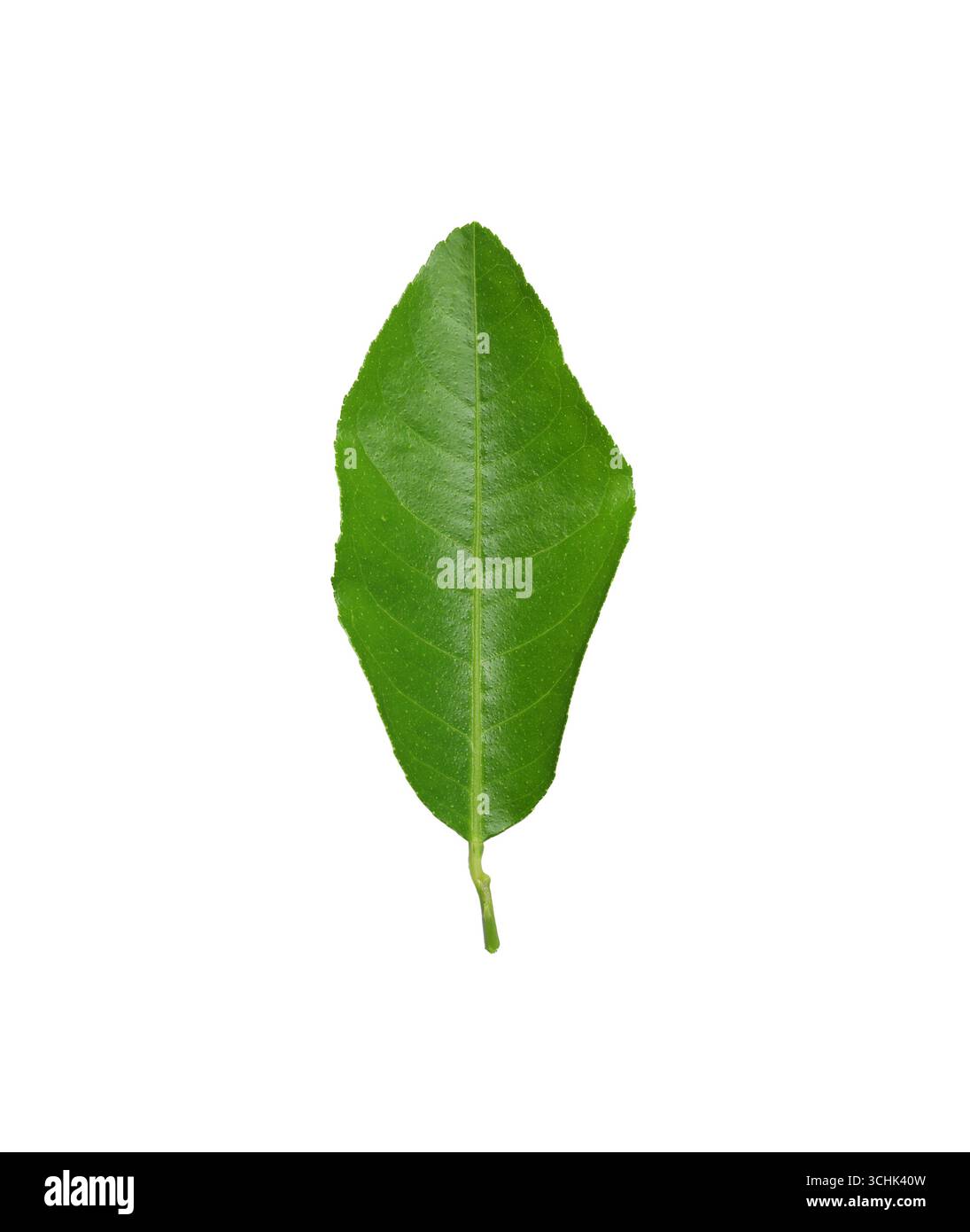 Botanical stock image Cut Out Stock Images & Pictures - Alamy