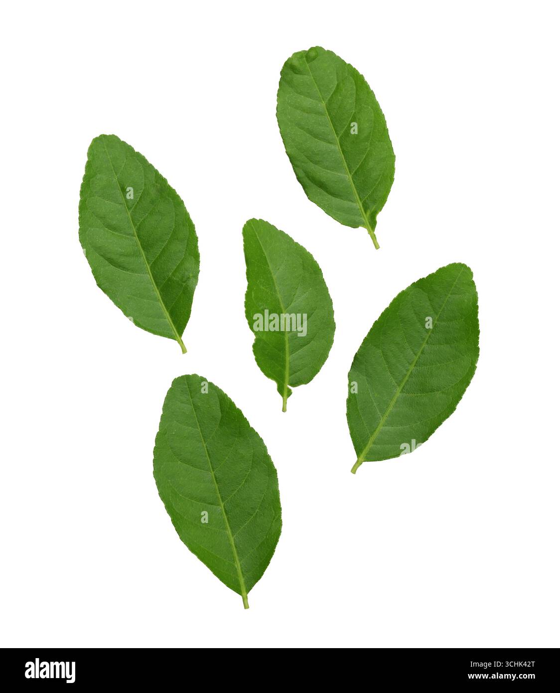 Layout texture Cut Out Stock Images & Pictures - Alamy