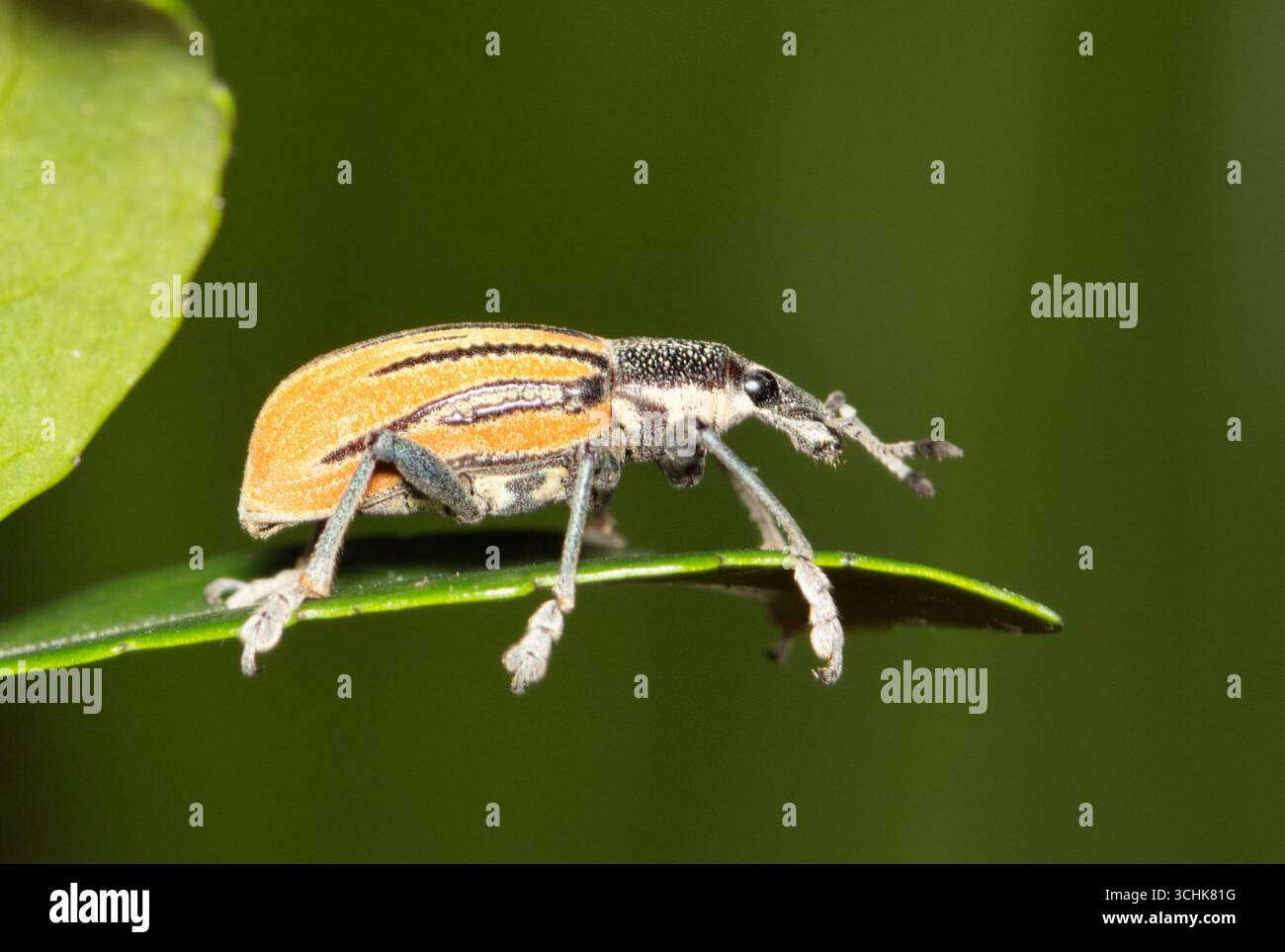 Sugarcane holly hi-res stock photography and images - Alamy