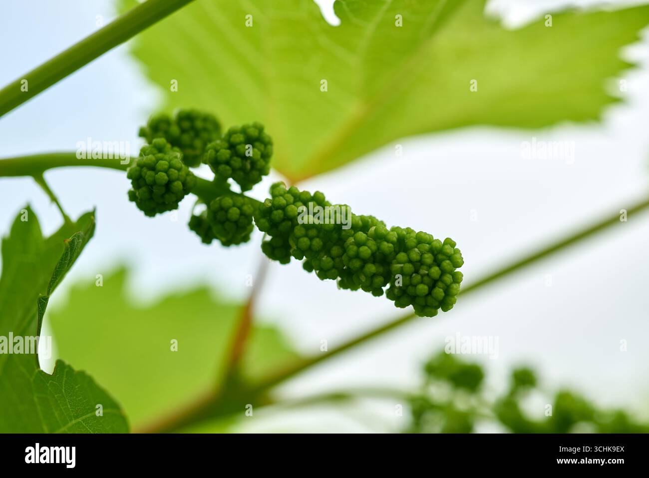 Fresh young green grapes growing under vine leaves with natural soft ...
