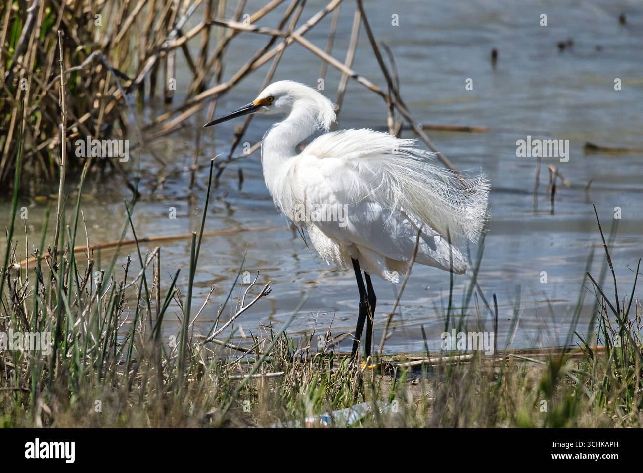 Great egret in snow hi-res stock photography and images - Alamy