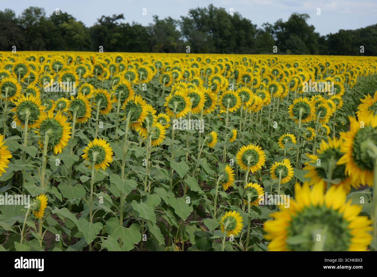 Kansas the Sunflower State - The Beautiful Sunflower Blooms Do Not Last ...