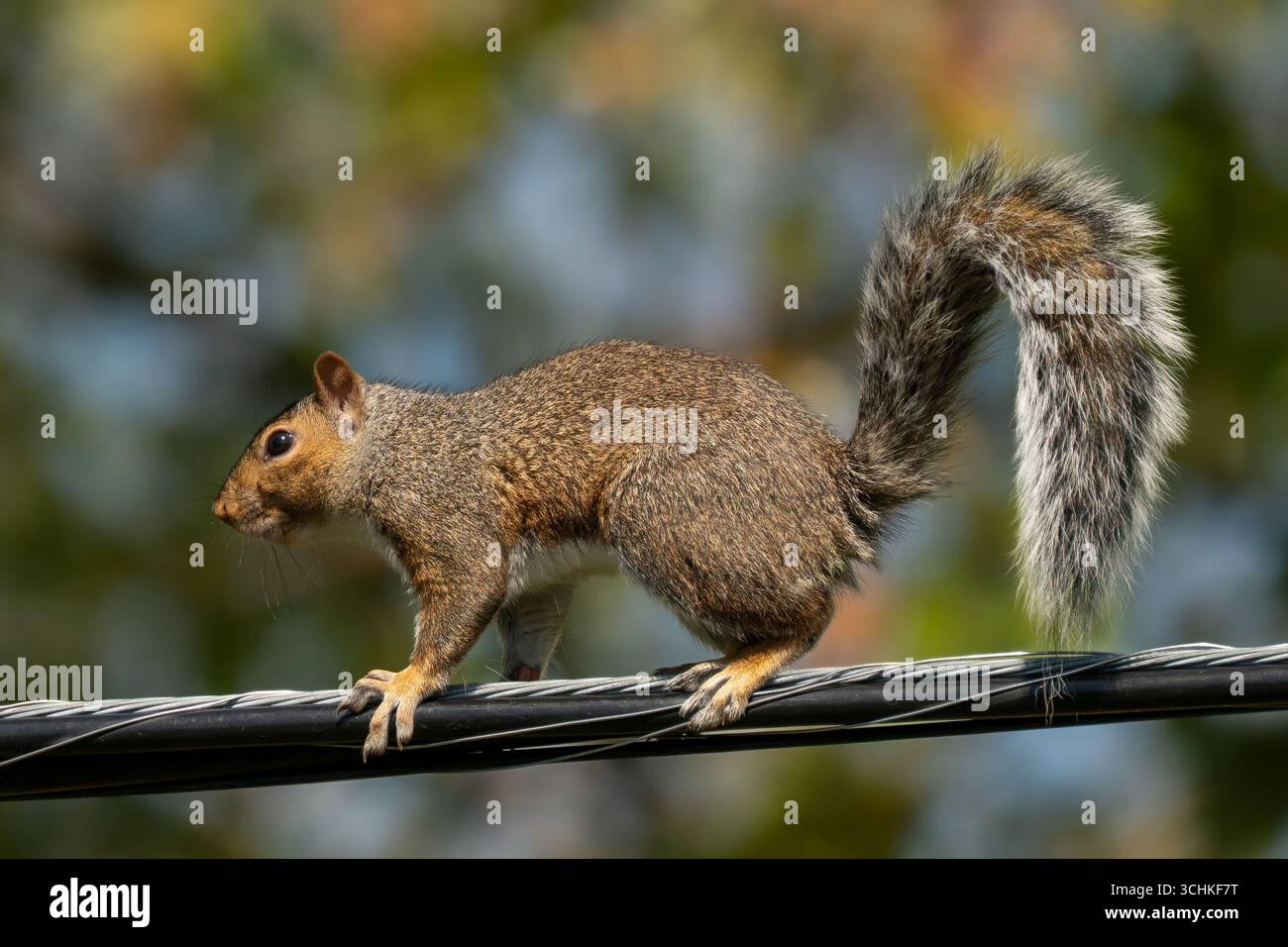 Squirrel on wire hi-res stock photography and images - Alamy