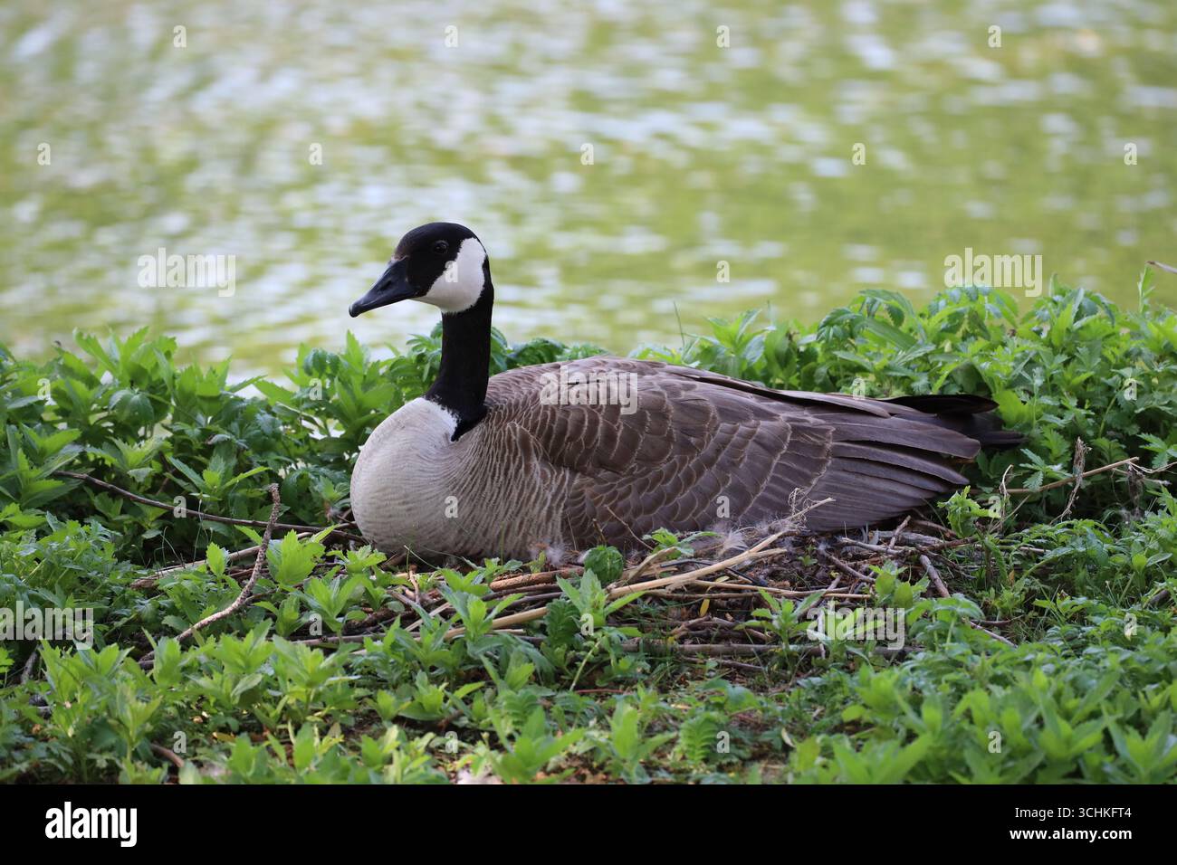 close-up nesting Canada goose portrait in profile on green ground ...