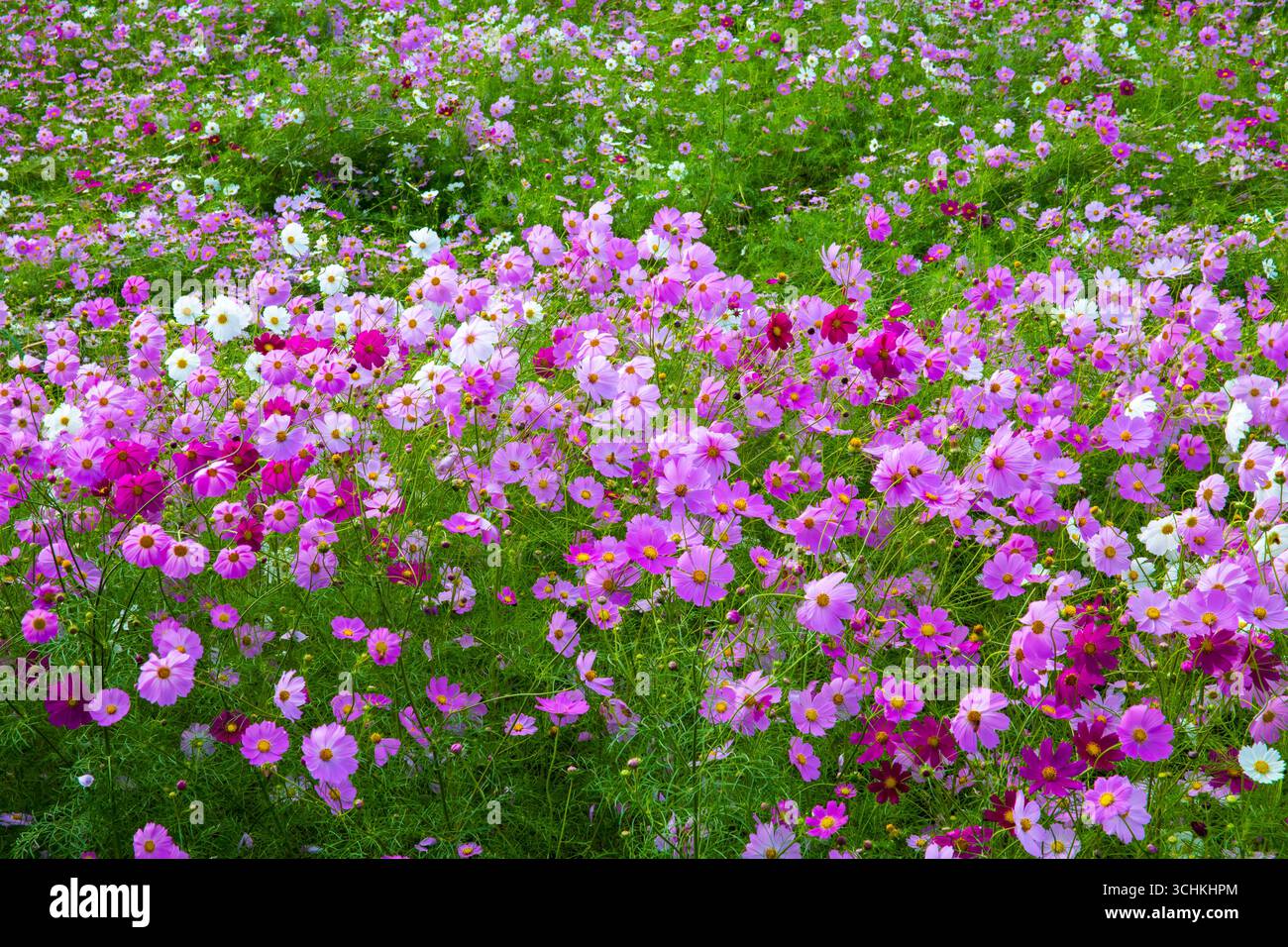 Cosmos flower swaying in wind hi-res stock photography and images - Alamy