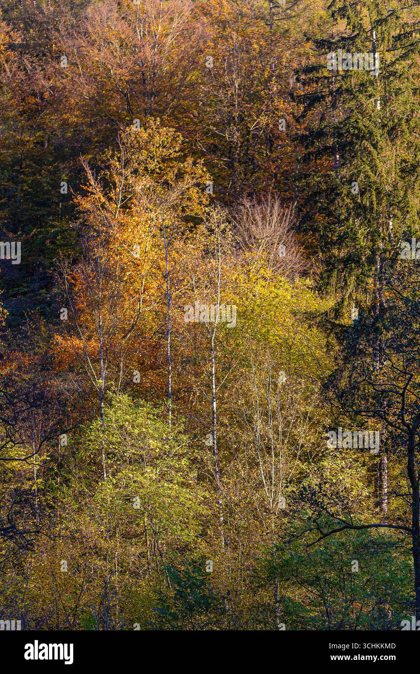 Warm sunlight filters through a dense collection of trees displaying ...