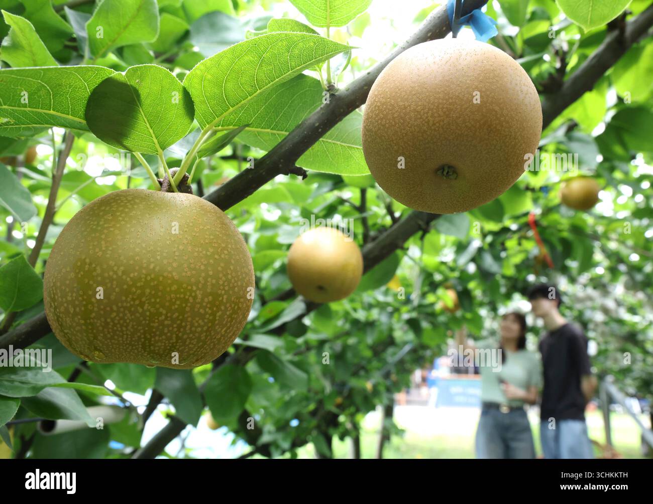 Visitors enjoy a pear-picking at an orchid in Okawa Town Imari City ...